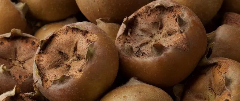 Muşmula Nedir, Muşmulanın Faydaları Nelerdir? - Liv Hospital